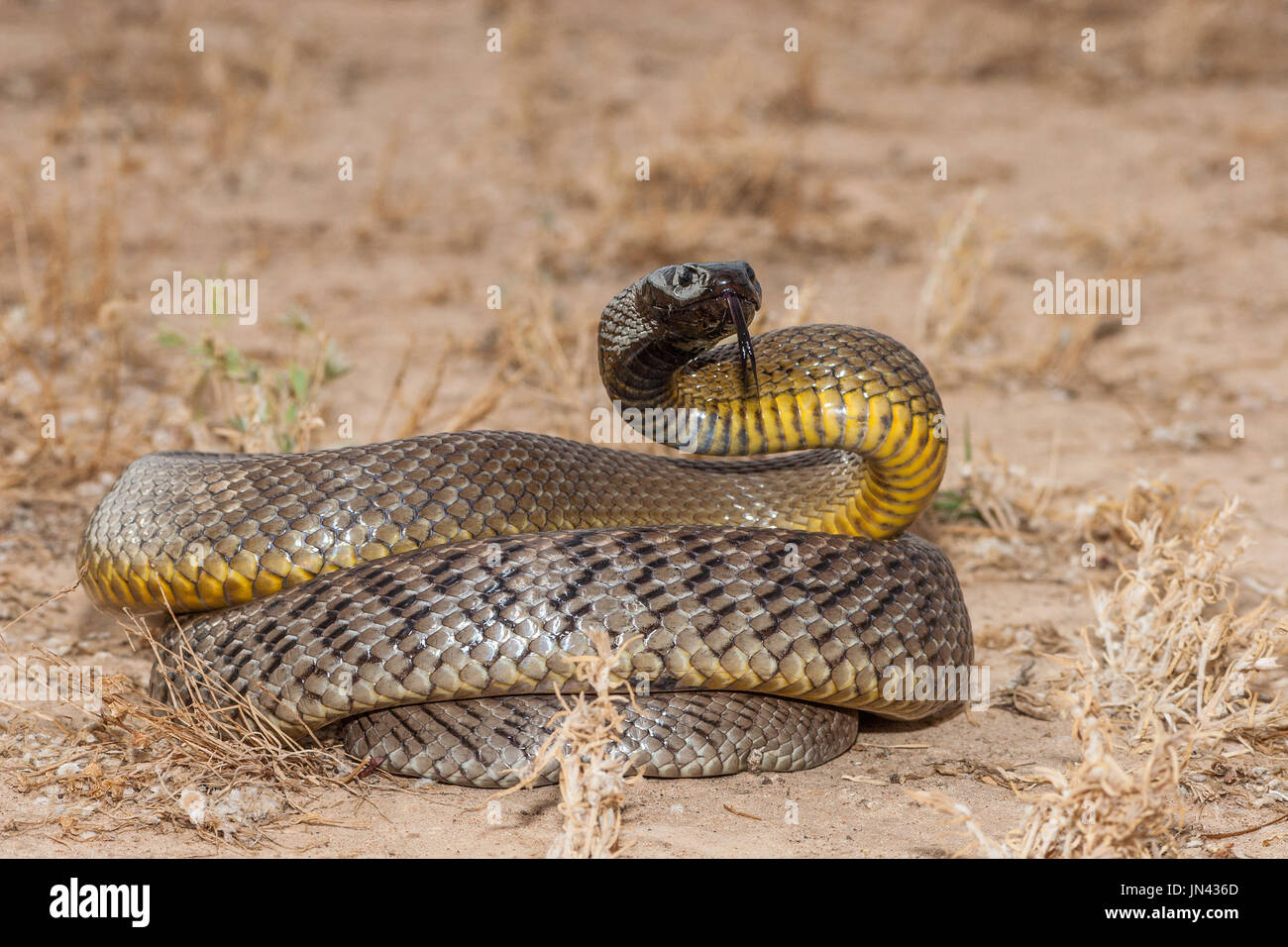 Inland taipan hi-res stock photography and images - Alamy