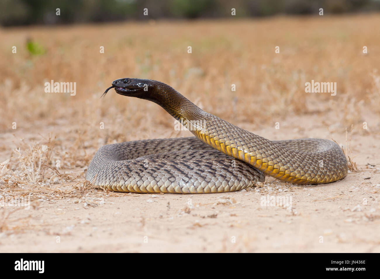 Inland taipan hi-res stock photography and images - Alamy