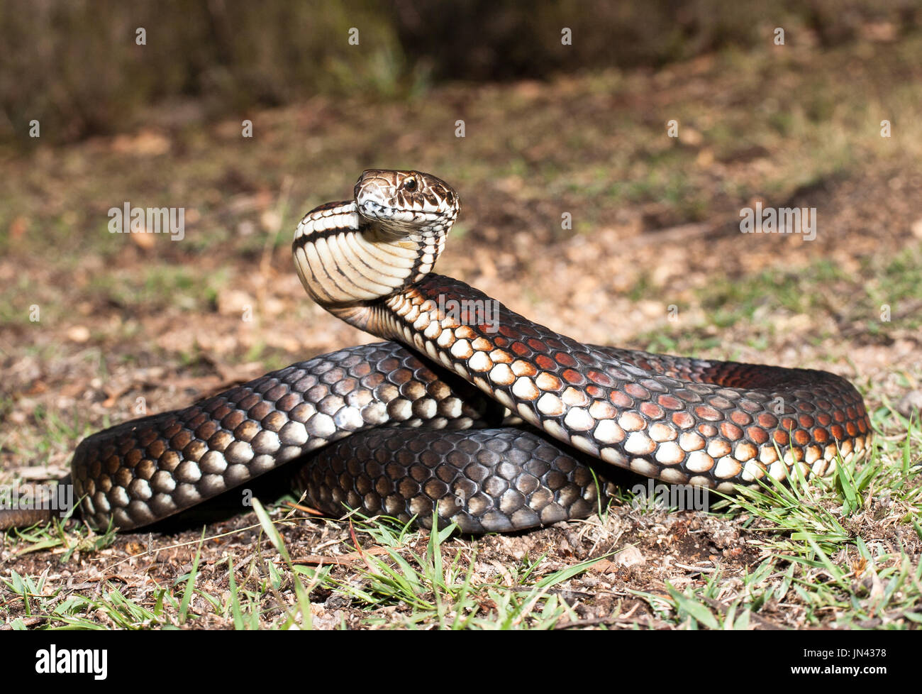 Austrelaps ramsayi hi-res stock photography and images - Alamy
