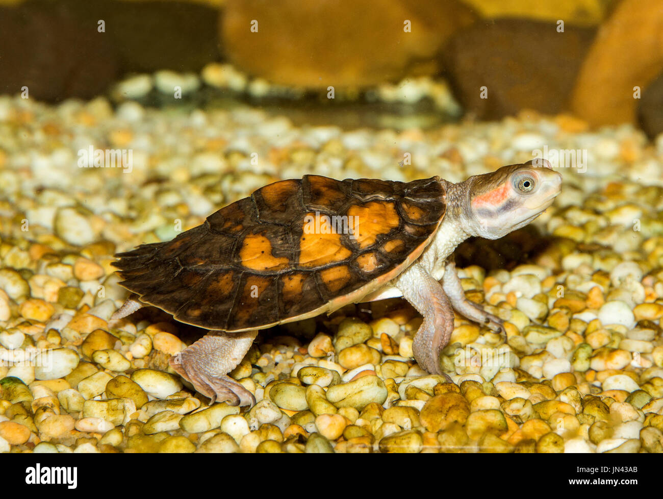 Short necked turtle hi-res stock photography and images - Alamy