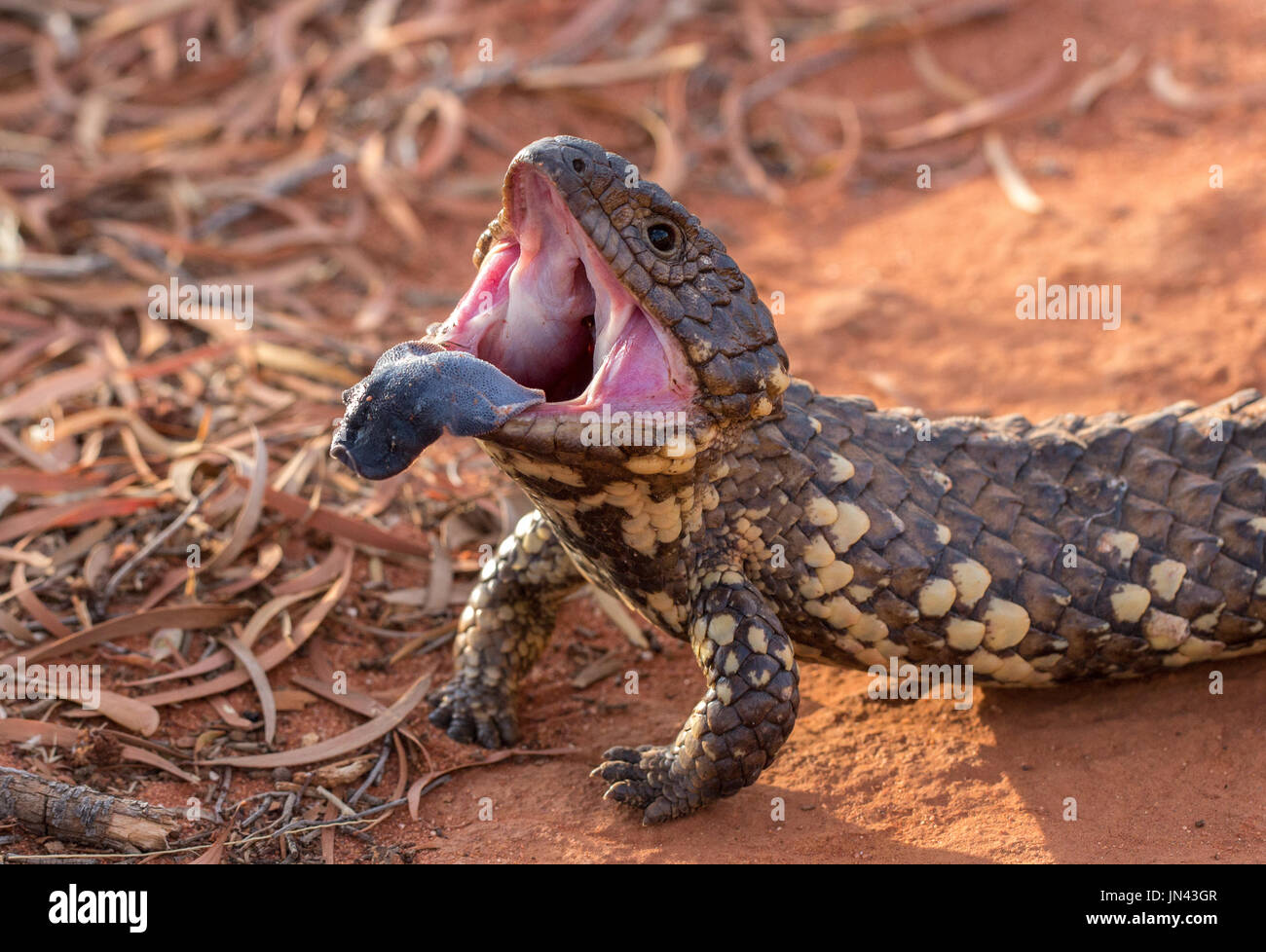 Shingle back lizard hi-res stock photography and images - Alamy