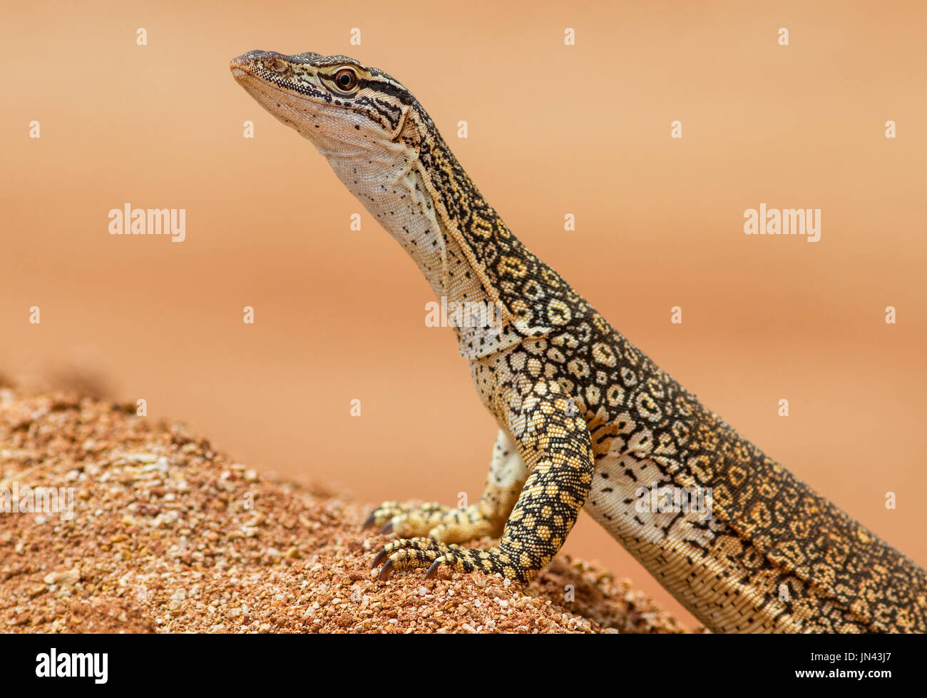 Sand Monitor Stock Photos & Sand Monitor Stock Images - Alamy