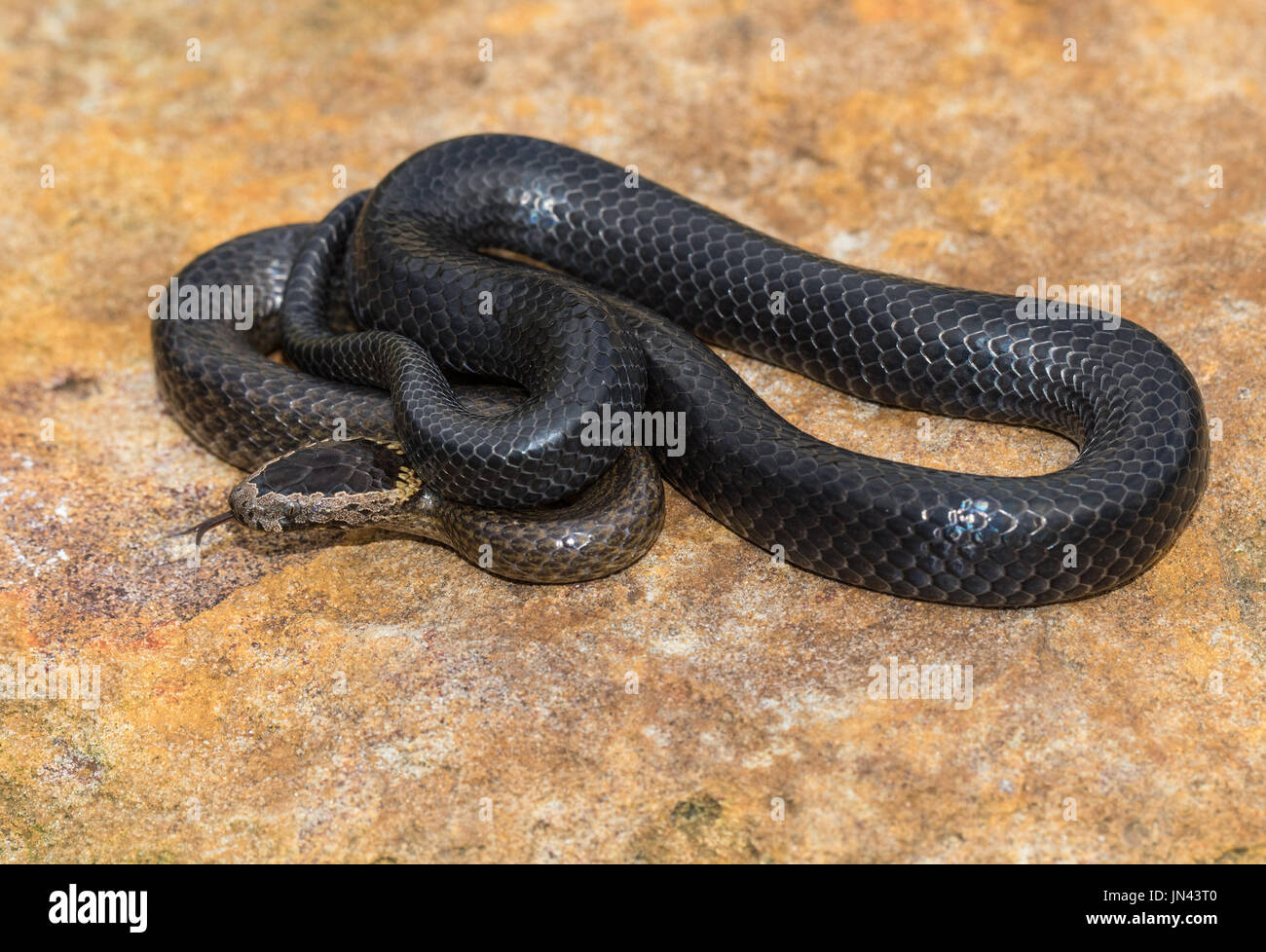 Crown with snake hi-res stock photography and images - Alamy