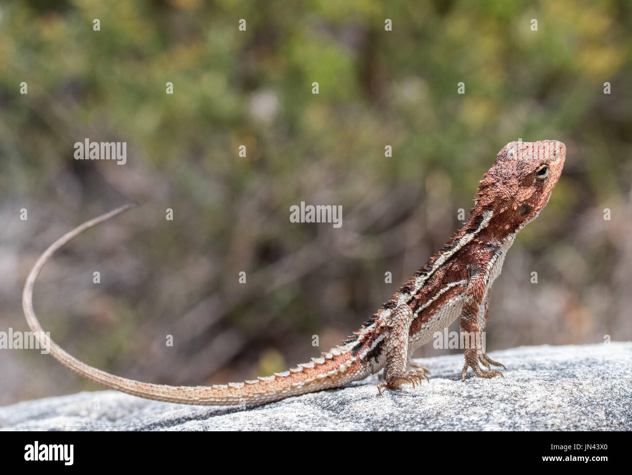 Australia mountain dragon hi-res stock photography and images - Alamy