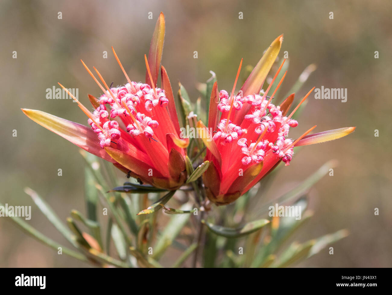 Mountain devil plant hi-res stock photography and images - Alamy