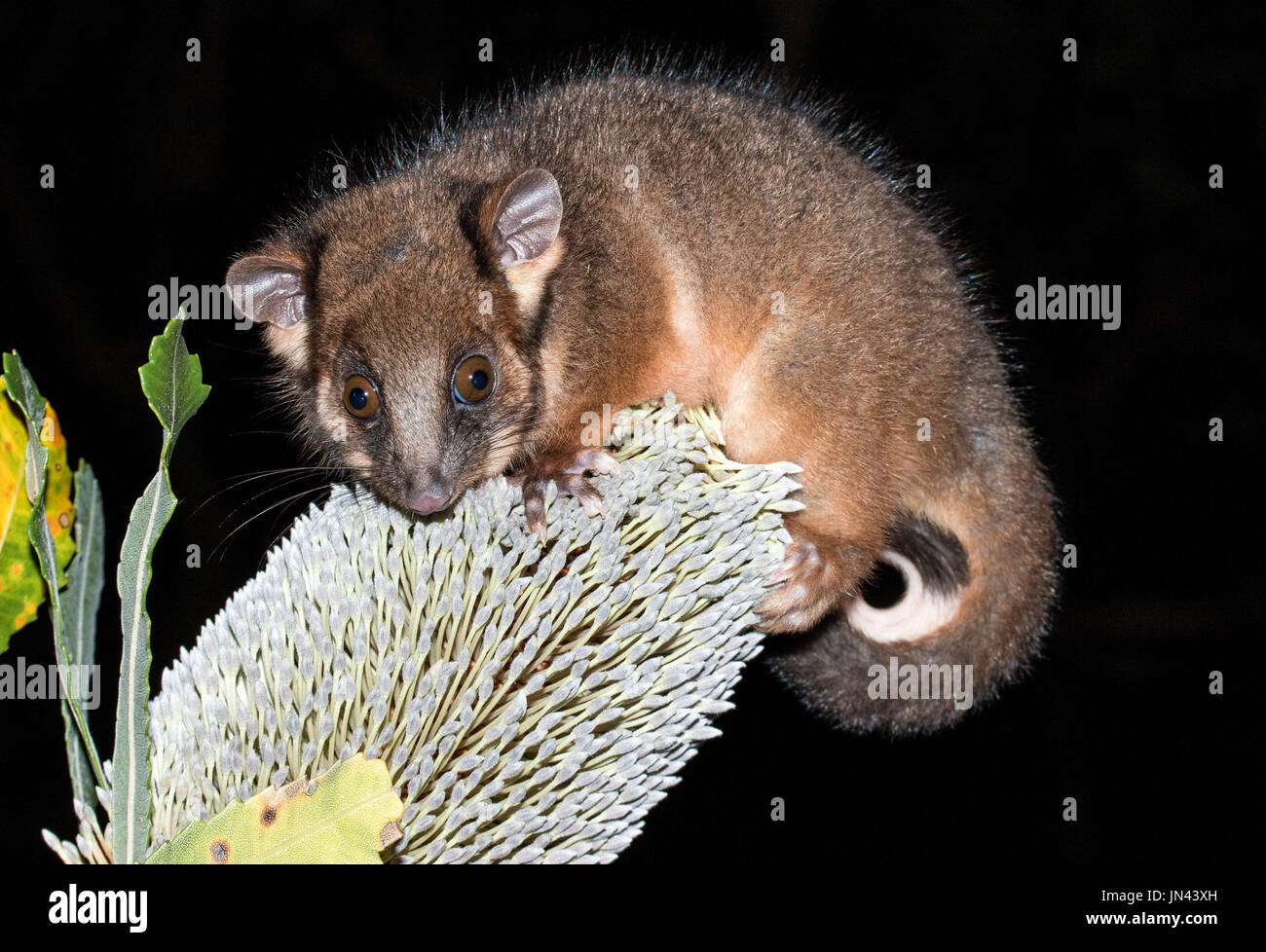 Ring tailed possum hi-res stock photography and images - Alamy