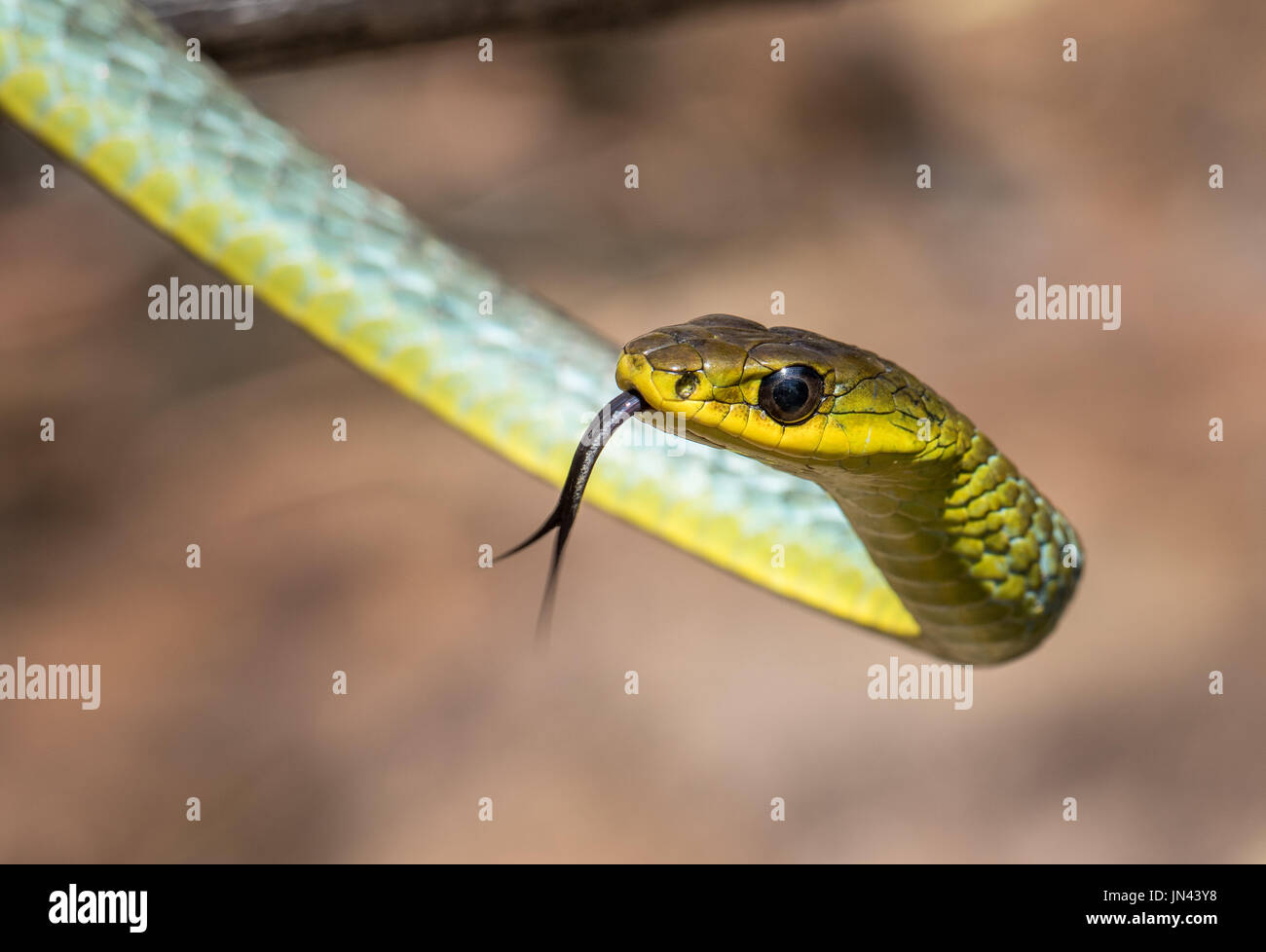 Common Tree Snake Stock Photo - Alamy