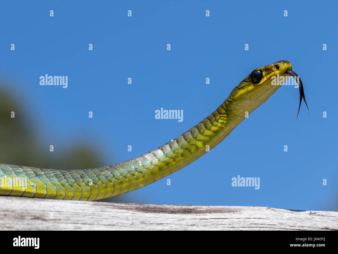 Common Tree Snake Stock Photo - Alamy