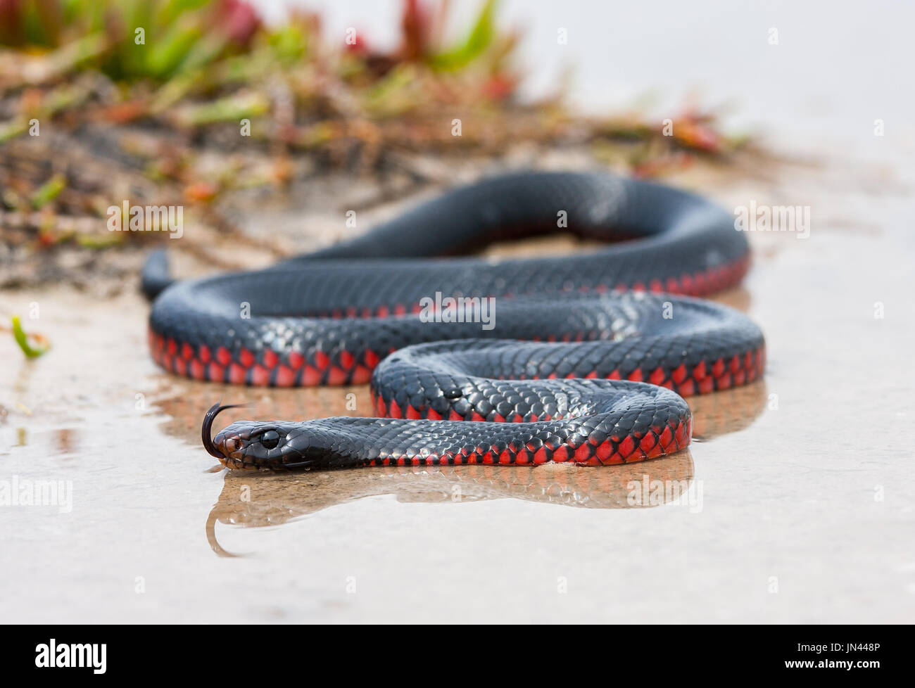 Red-bellied Black Snake Stock Photo - Alamy