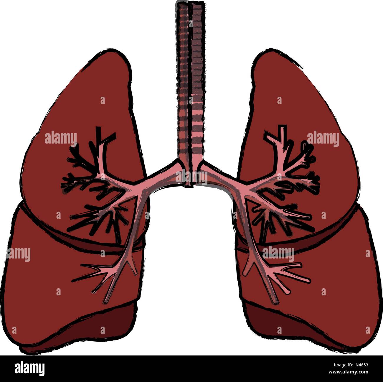 Human Anatomy Of The Lungs High Resolution Stock Photography and Images ...