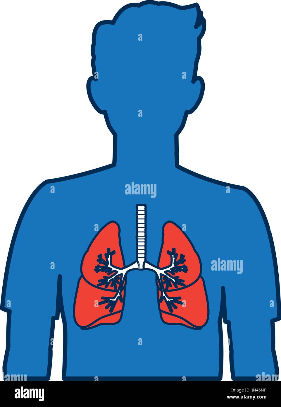 Human Respiratory System Stock Photos & Human Respiratory System Stock ...