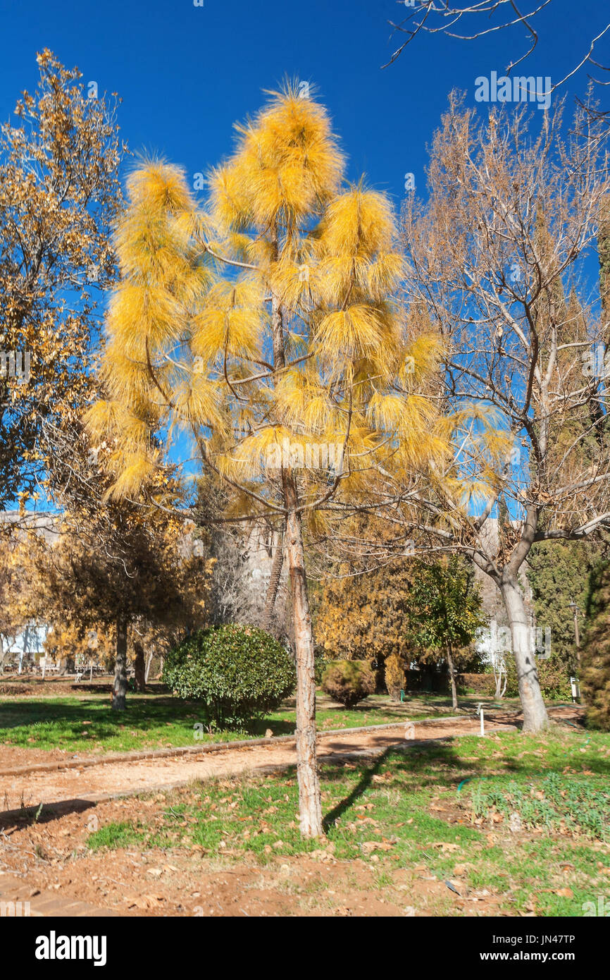 Eram garden, or Bagh-e Eram (Garden of Paradise) is a large garden with ...