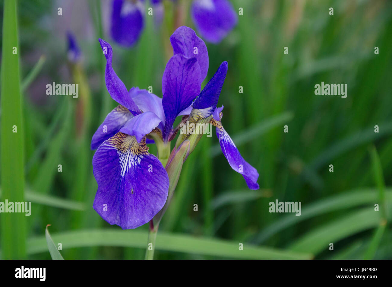 Siberian Irises, Iris sibirica, blooming in community garden, Maine ...