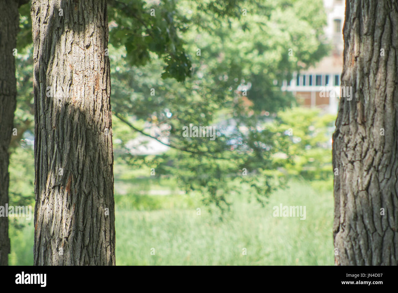 Trees at the park Stock Photo - Alamy