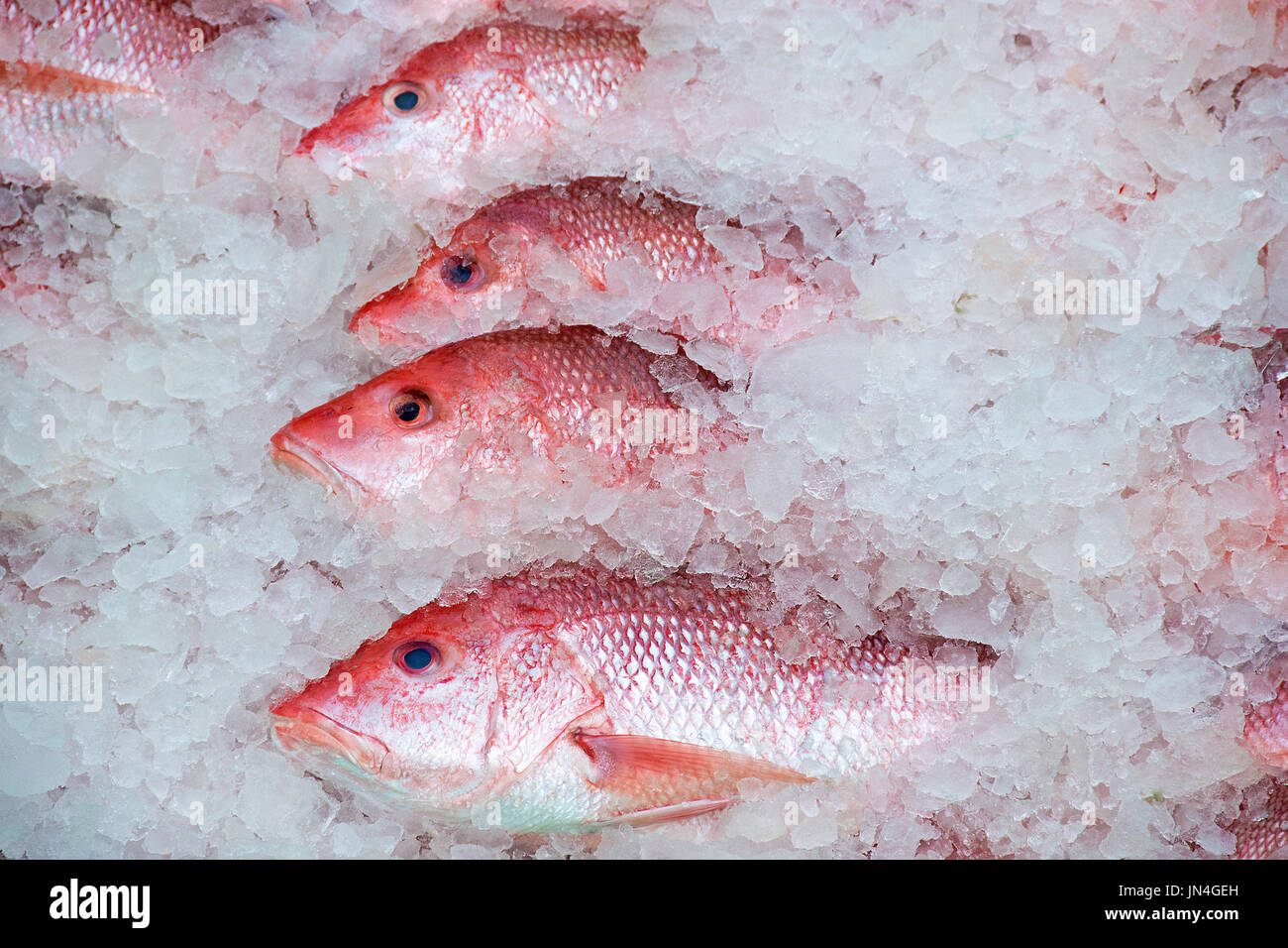 Red snapper mexico hi-res stock photography and images - Alamy
