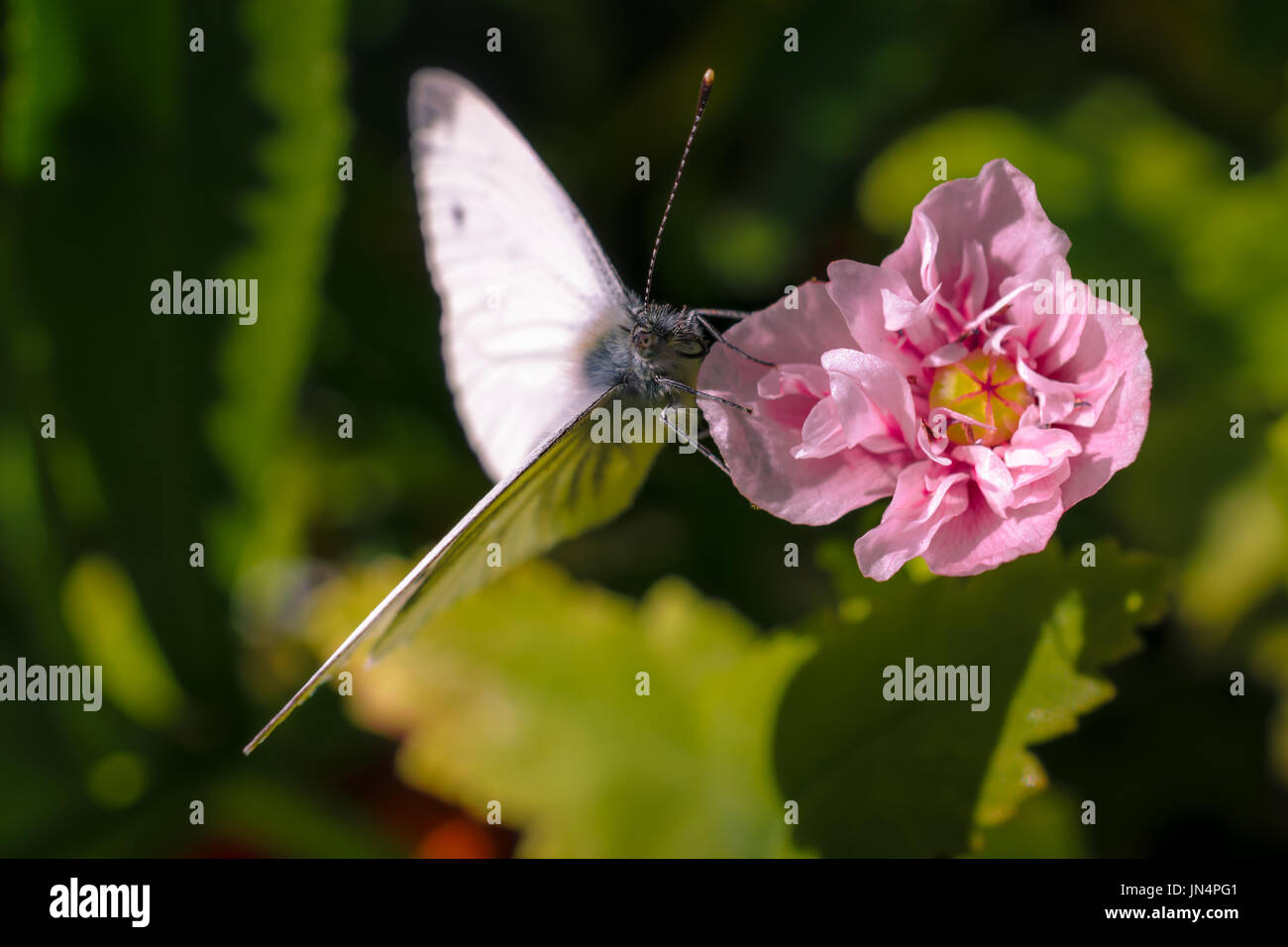 White Butterfly on a Flower (Pink Poppy Stock Photo - Alamy