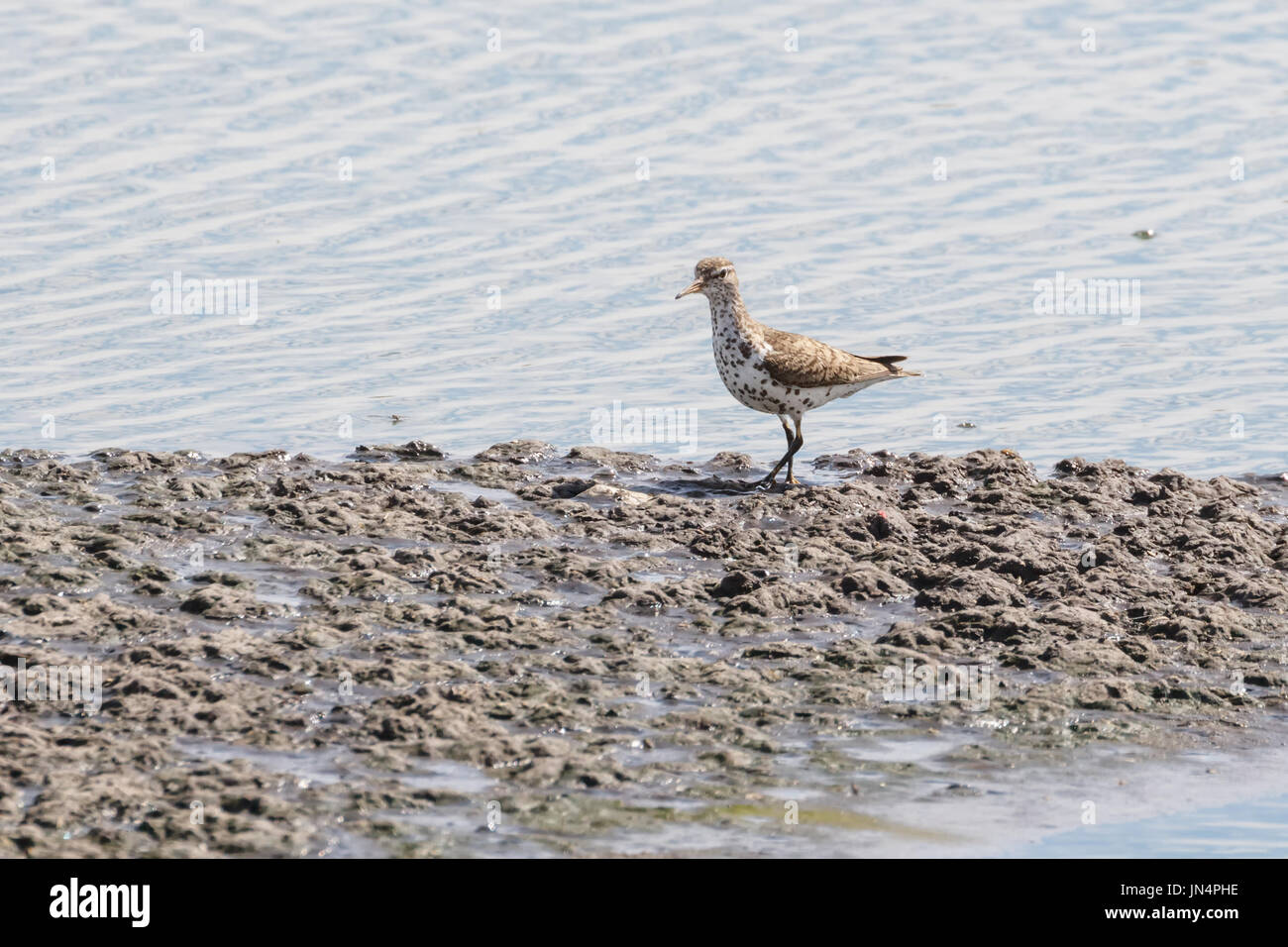 Spotted sandpiper bird at Vancouver BC Canada Stock Photo - Alamy