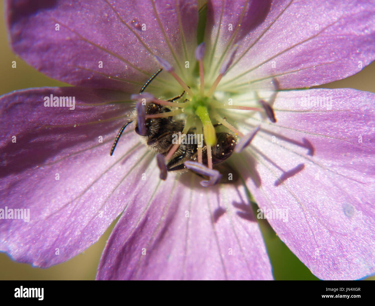 Petal pollen sunny stigma hi-res stock photography and images - Alamy