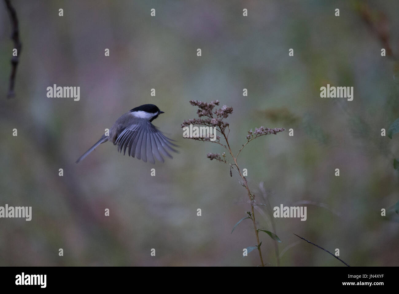 Chickadee In Flight