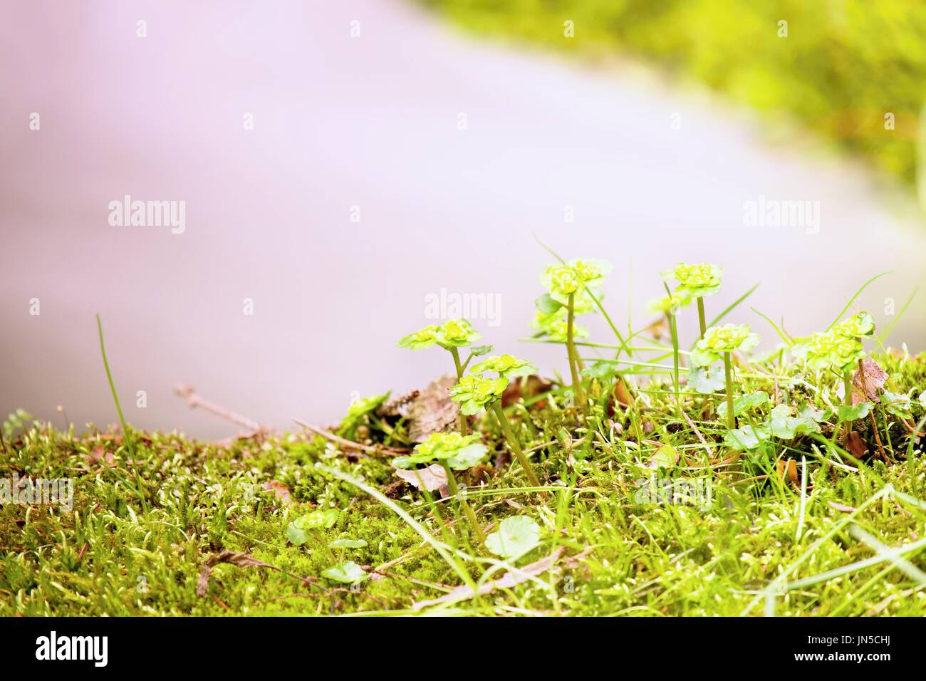 Very short stalks on leaves hi-res stock photography and images - Alamy