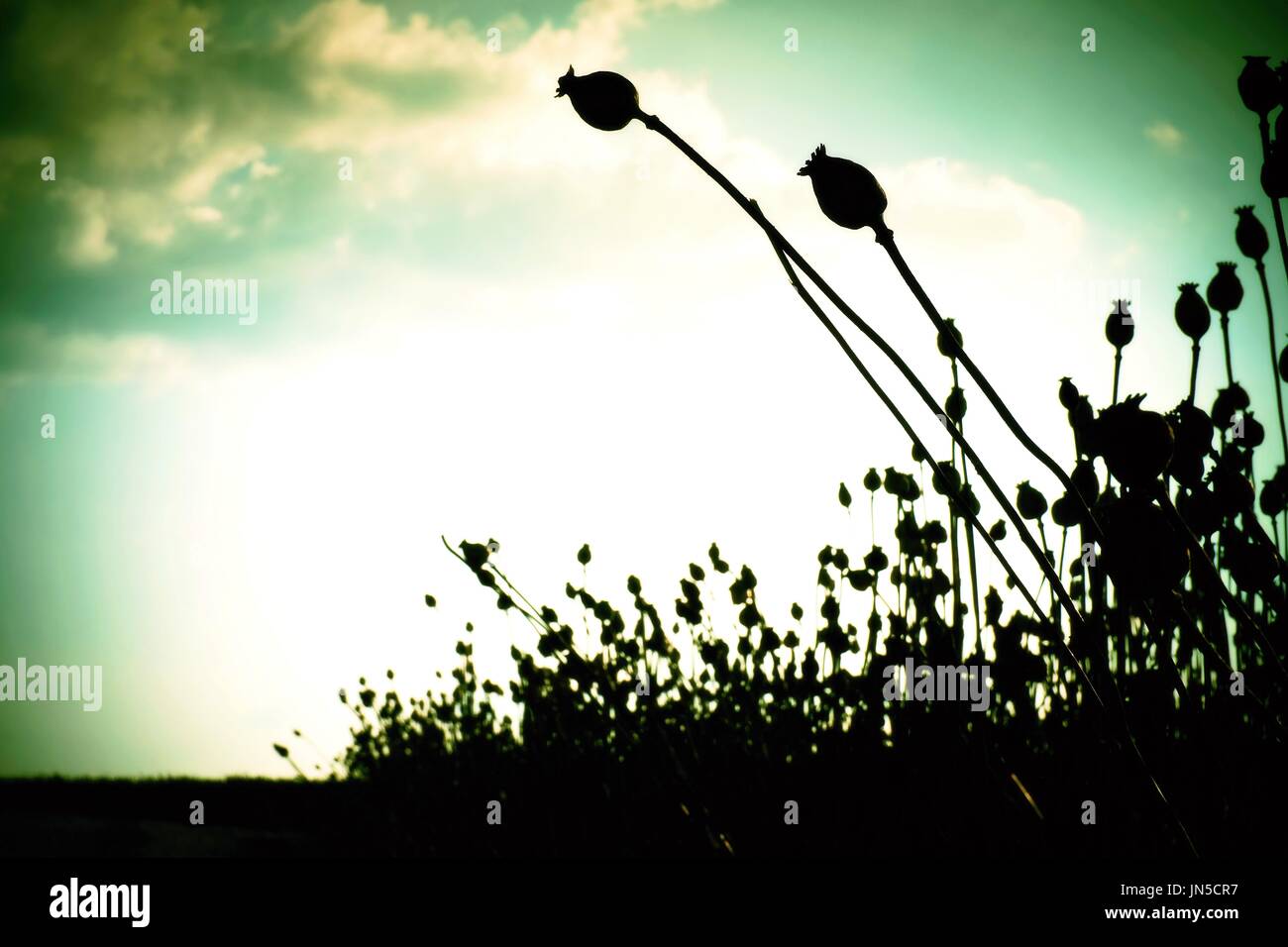 Curved seed heads hi-res stock photography and images - Alamy