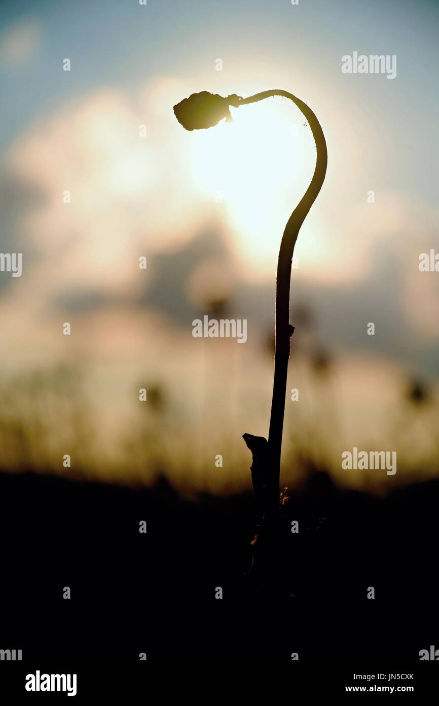 Bended stalk of poppy seed. Evening field of poppy heads waiting for ...