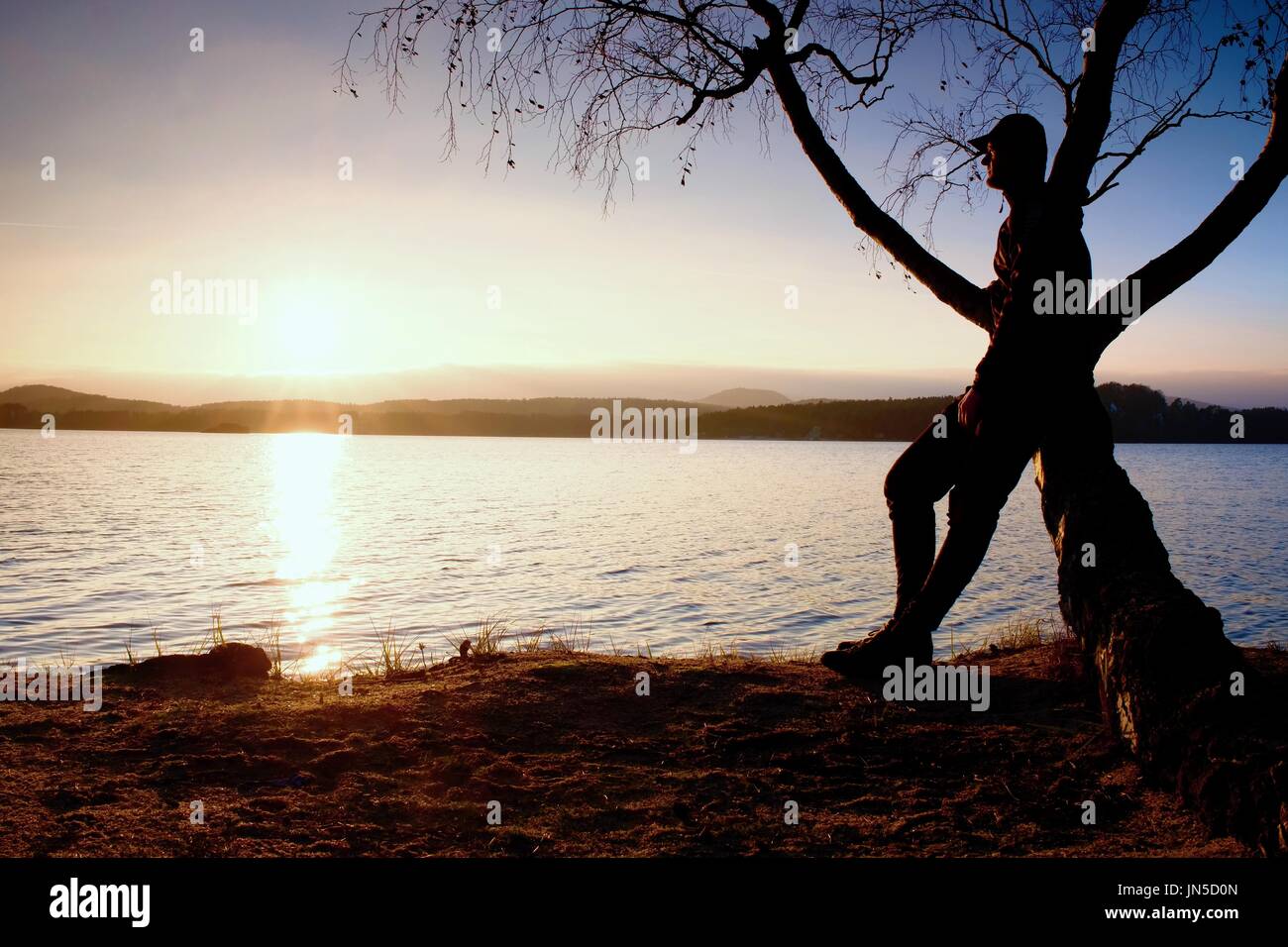 Man on tree. Silhouette of lone man sit on branch of birch tree in ...