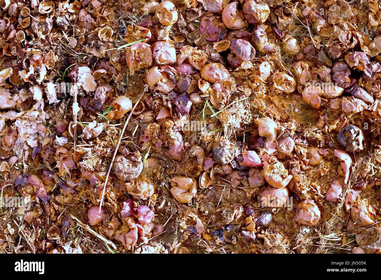 Fruit damaged by animals hi-res stock photography and images - Alamy