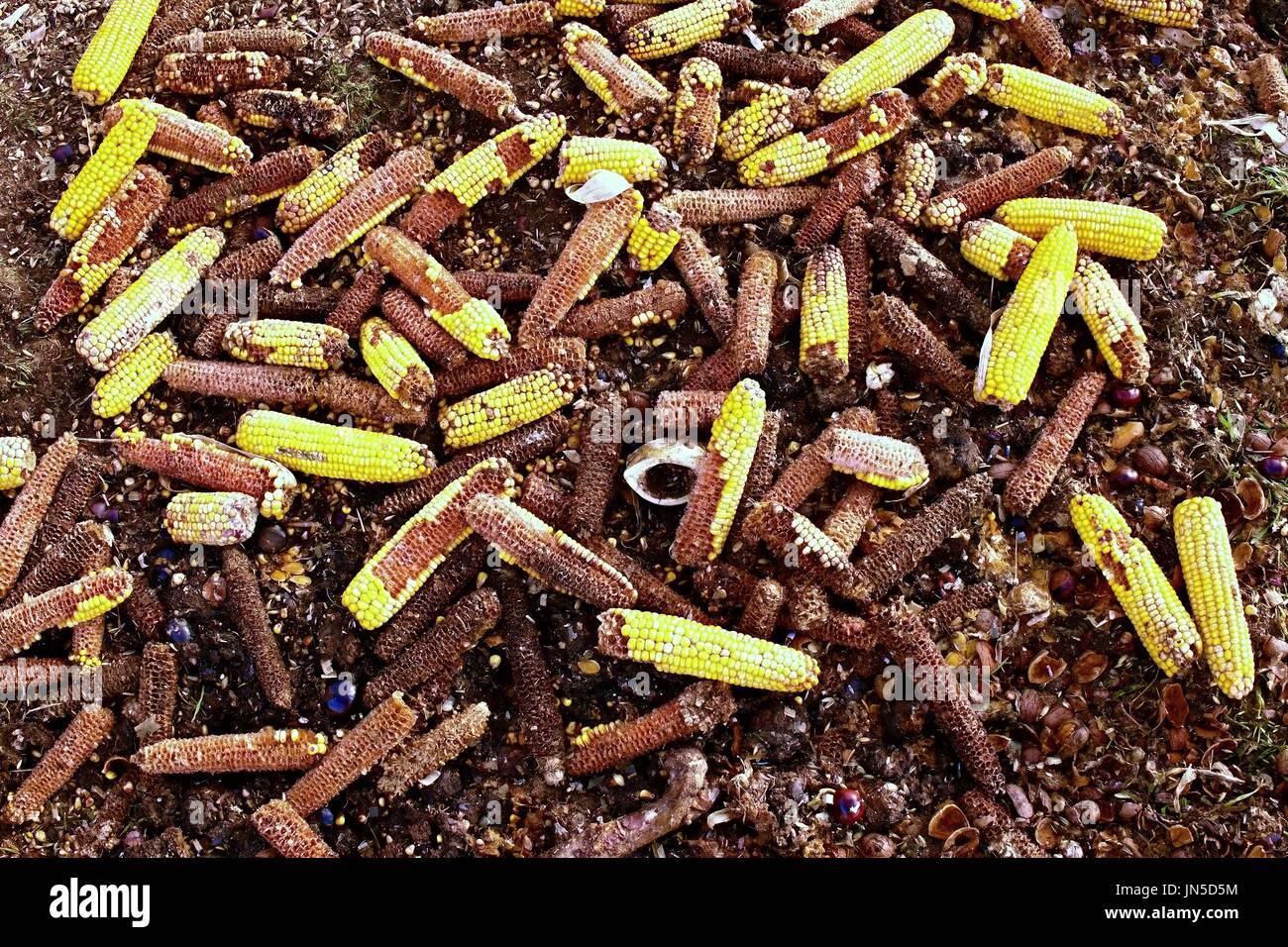 Shelling corn hi-res stock photography and images - Alamy