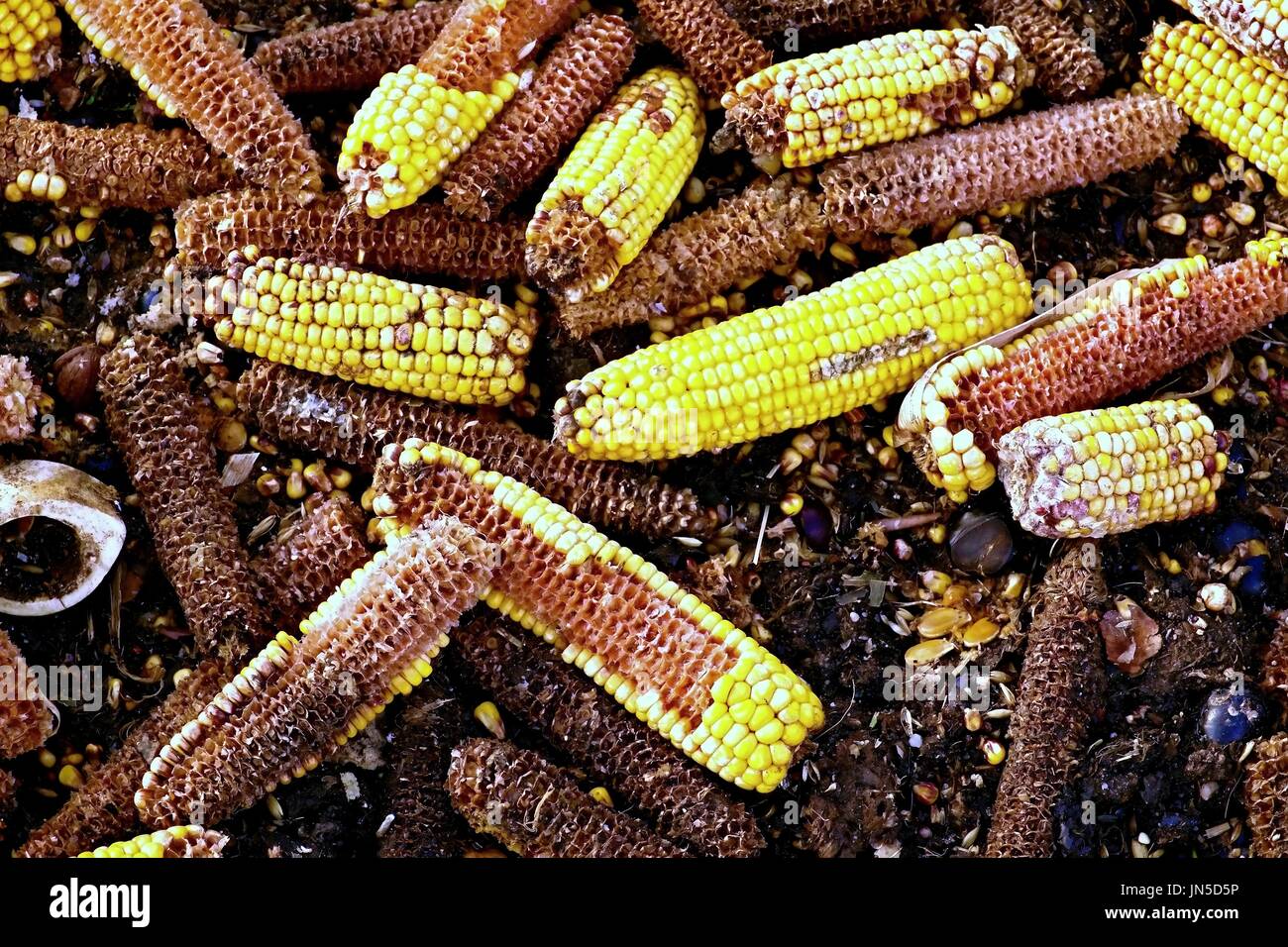 Wet corn cobs milled as animal feed. Waste from the end of corn ...