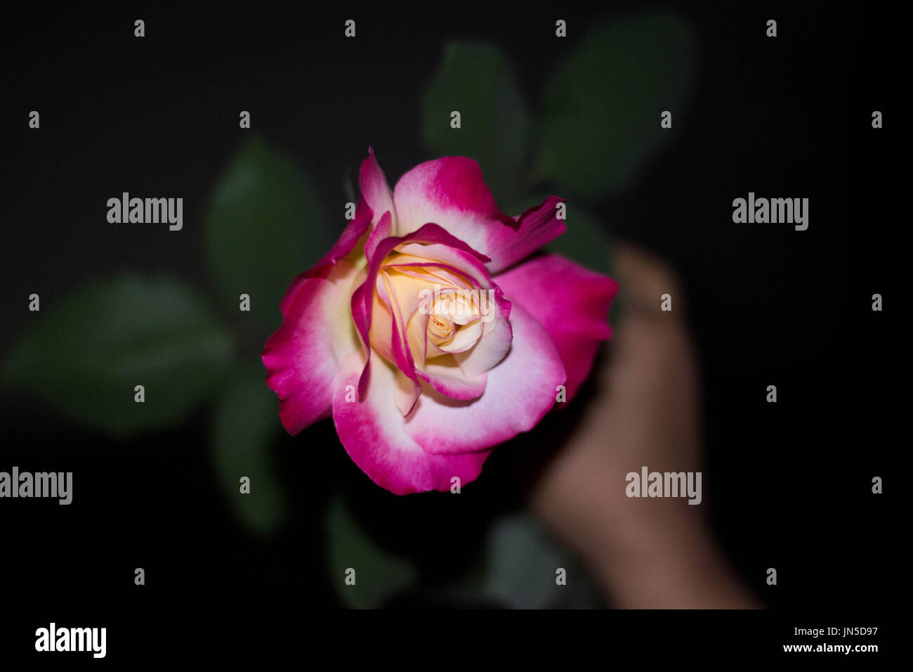 Rose vert hi-res stock photography and images - Alamy
