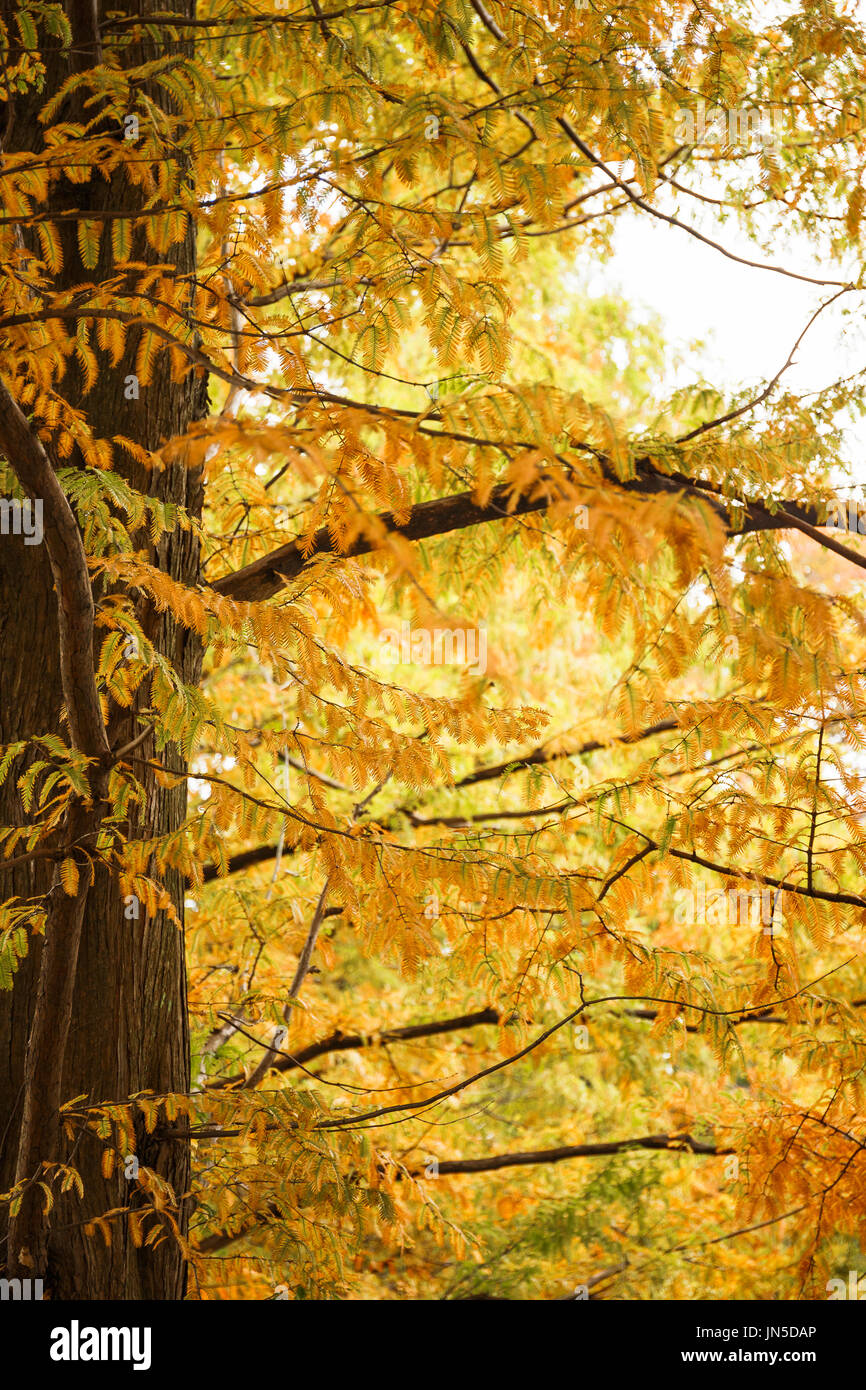 tree-change-color-in-autumn-stock-photo-alamy