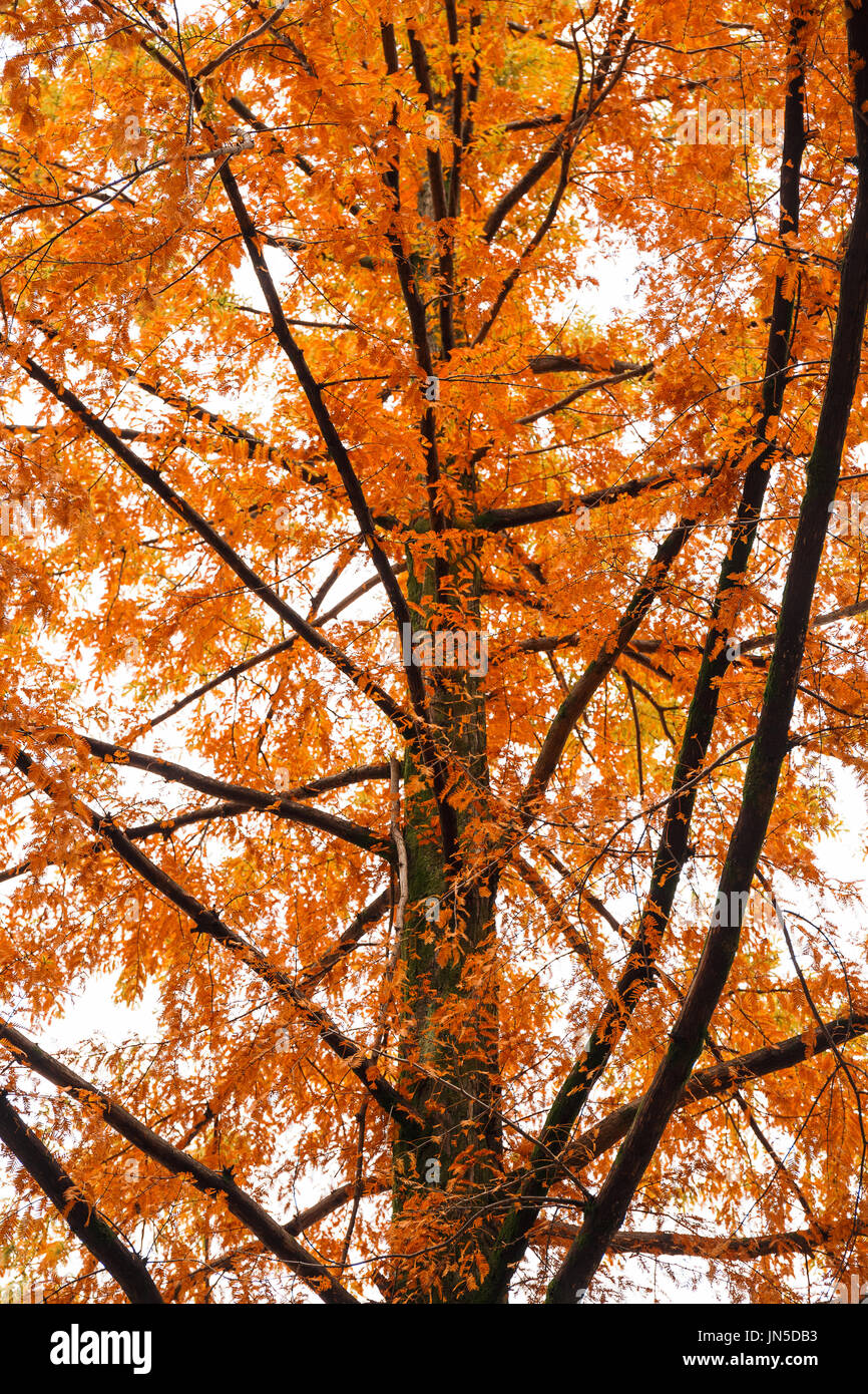 Tree change color in autumn Stock Photo - Alamy
