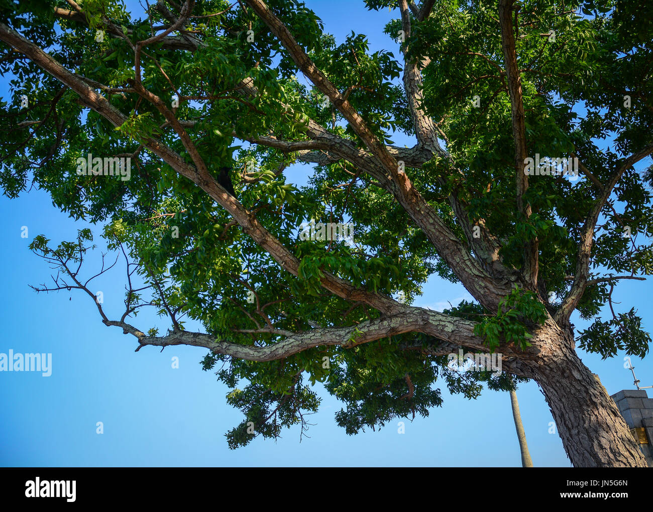 Malaysia penang george town row hi-res stock photography and images - Alamy