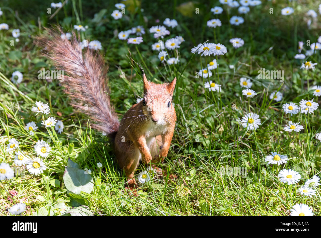funny red squirrel sitting in green grass lawn with blossom daisy Stock ...