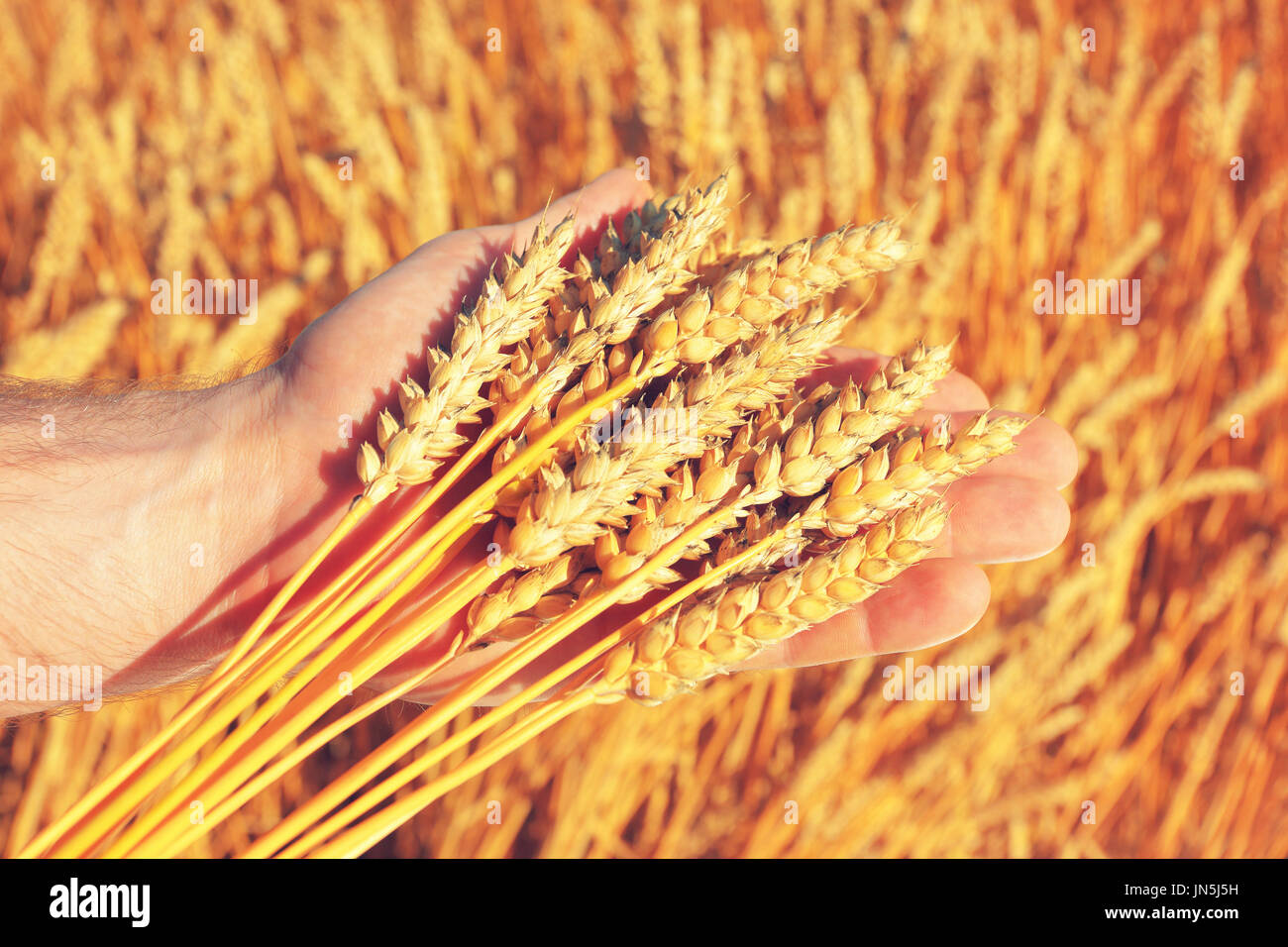 Wheat on farmer's hand closeup. Man holding group of wheat spikelets in ...