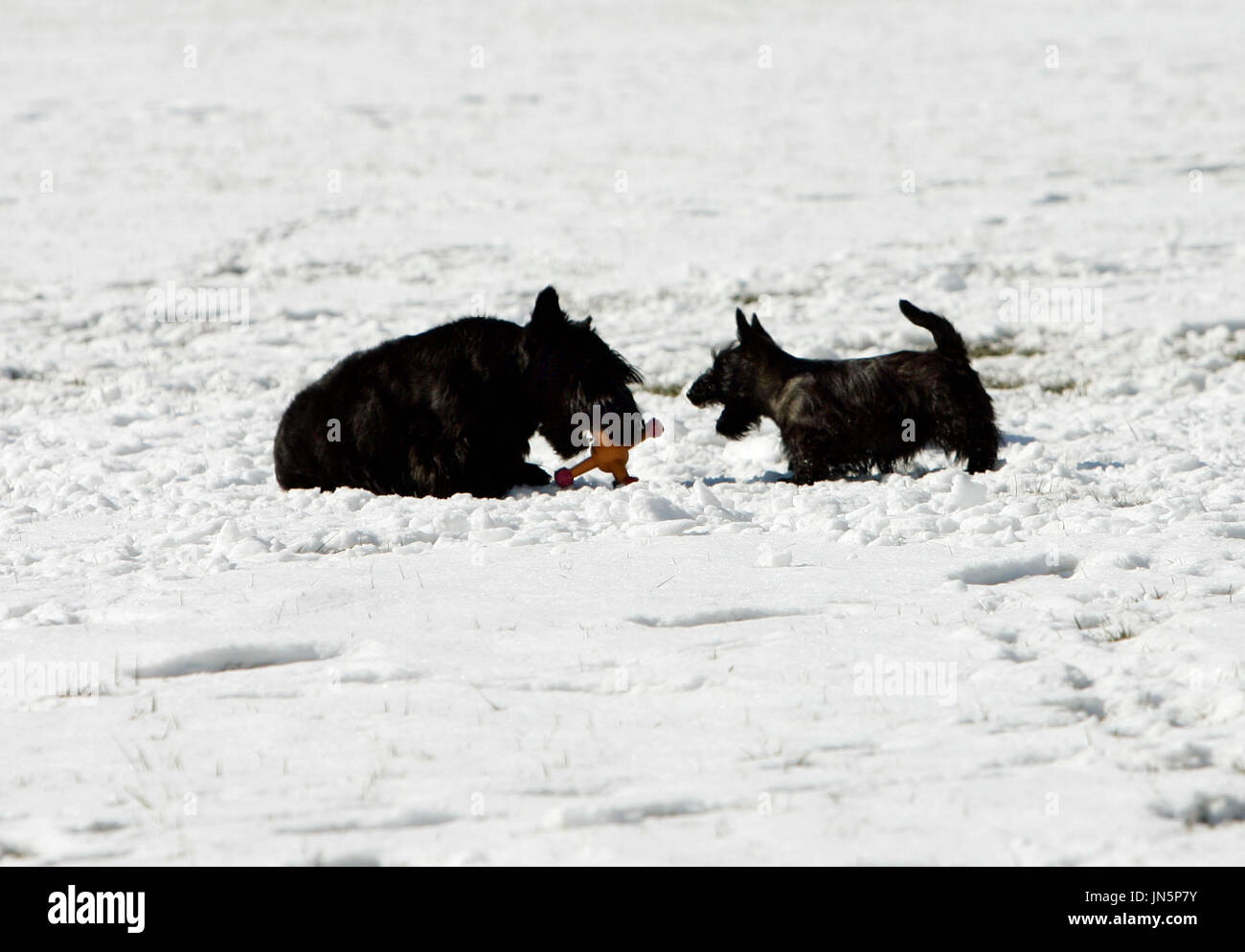 Barney, left, and Miss Beazley, the dogs of United States President ...