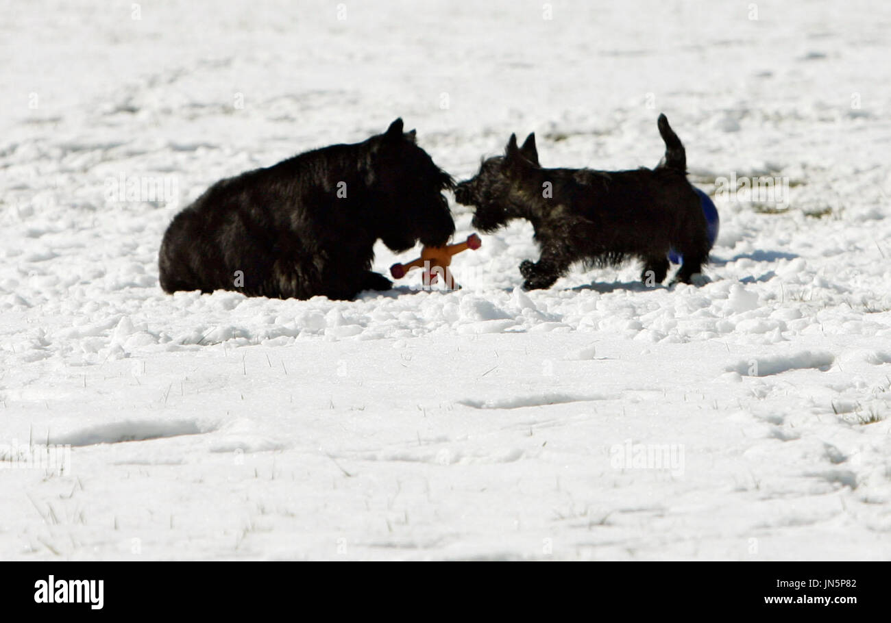 Barney, left, and Miss Beazley, the dogs of United States President ...