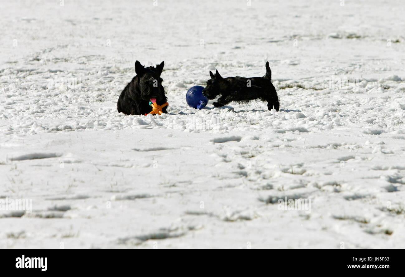 Barney, left, and Miss Beazley, the dogs of United States President ...