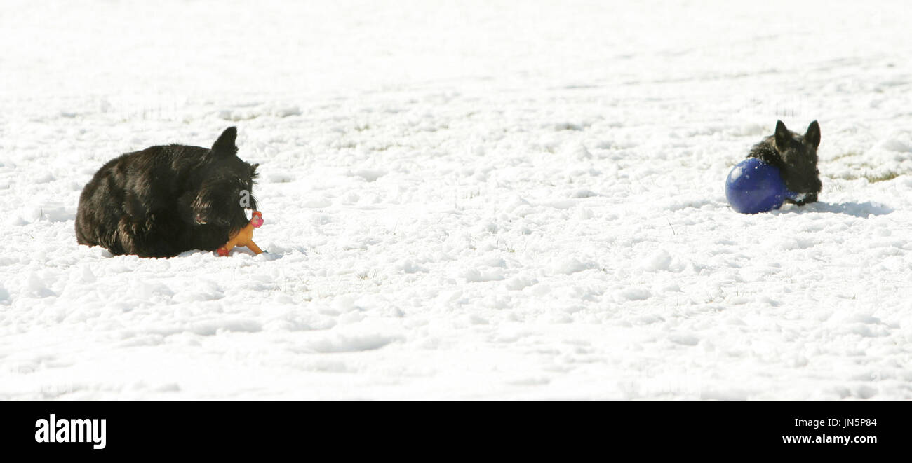 Barney, left, and Miss Beazley, the dogs of United States President ...