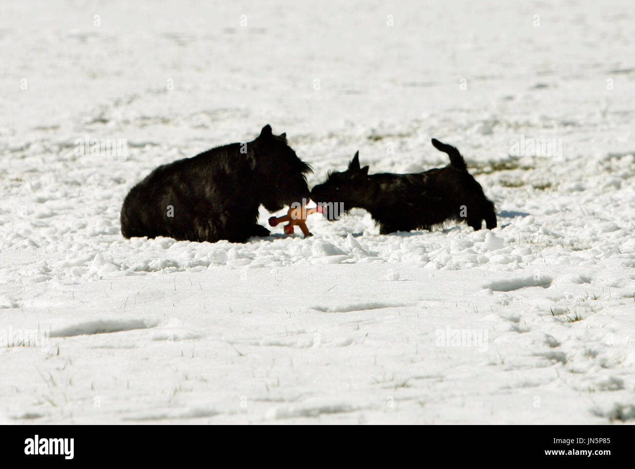 Barney, left, and Miss Beazley, the dogs of United States President ...
