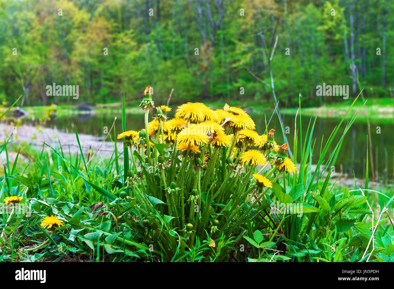 Dandelion flowers at the Pond of Traku Voke public park in Vilnius ...