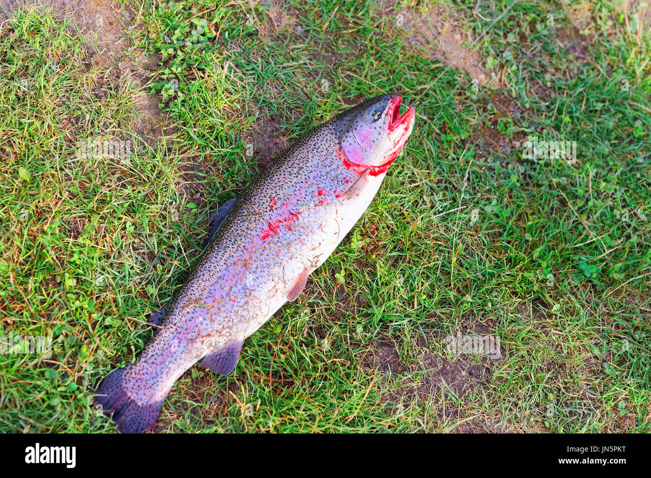 Rainbow Trout catch lying on the green grass, Vilnius countryside ...