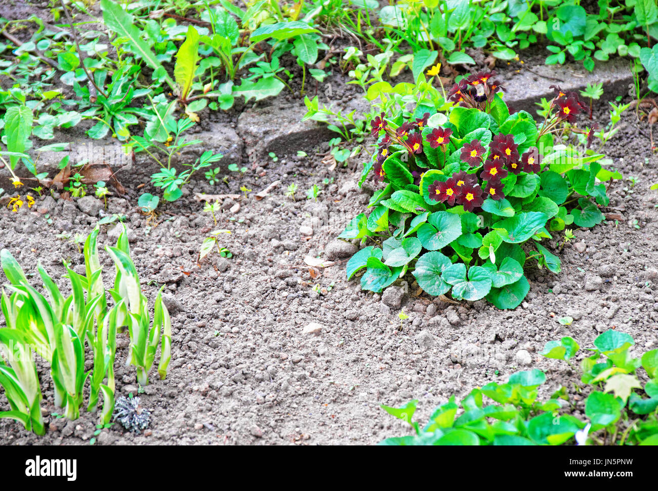 Spring flowers at Traku Voke public park in Vilnius, Lithuania, Baltic ...