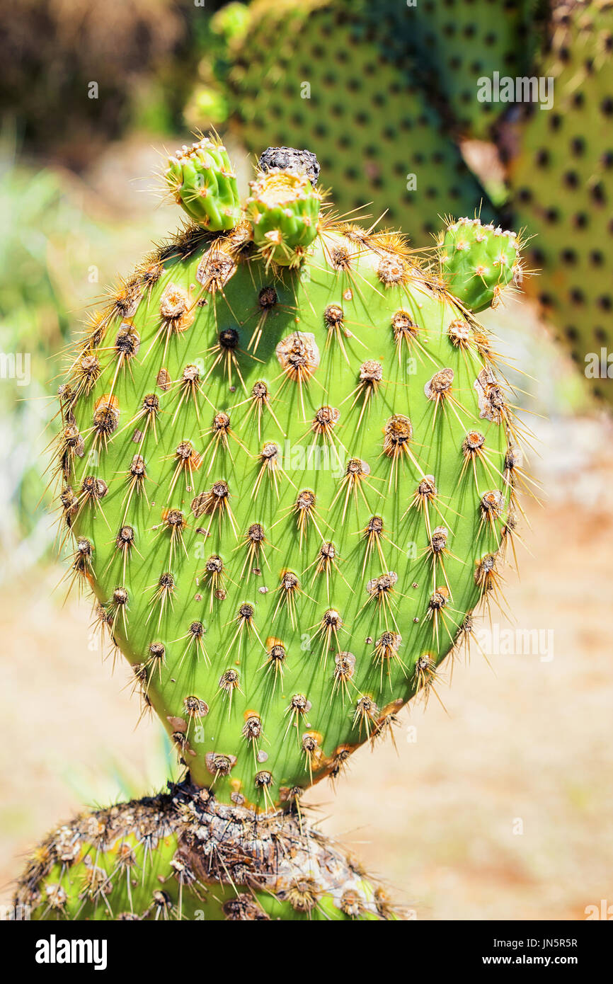 Cactus on Lokrum Island, Croatia Stock Photo - Alamy