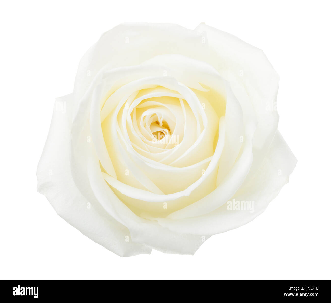 White Rose isolated on white background Stock Photo - Alamy