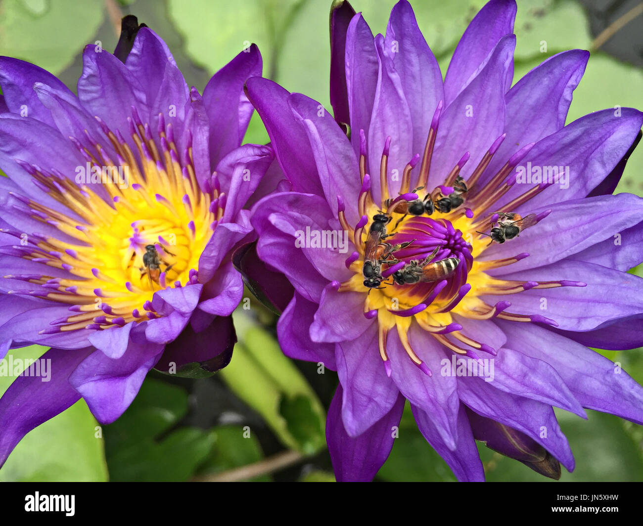 Violet water lilly hi-res stock photography and images - Alamy