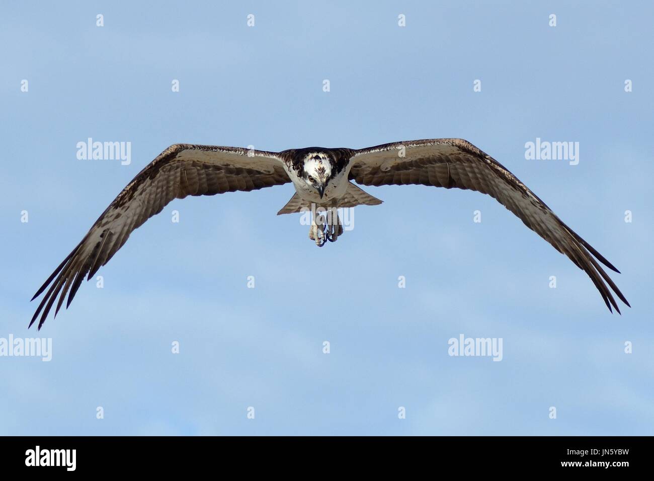Hawk Swooping High Resolution Stock Photography and Images - Alamy