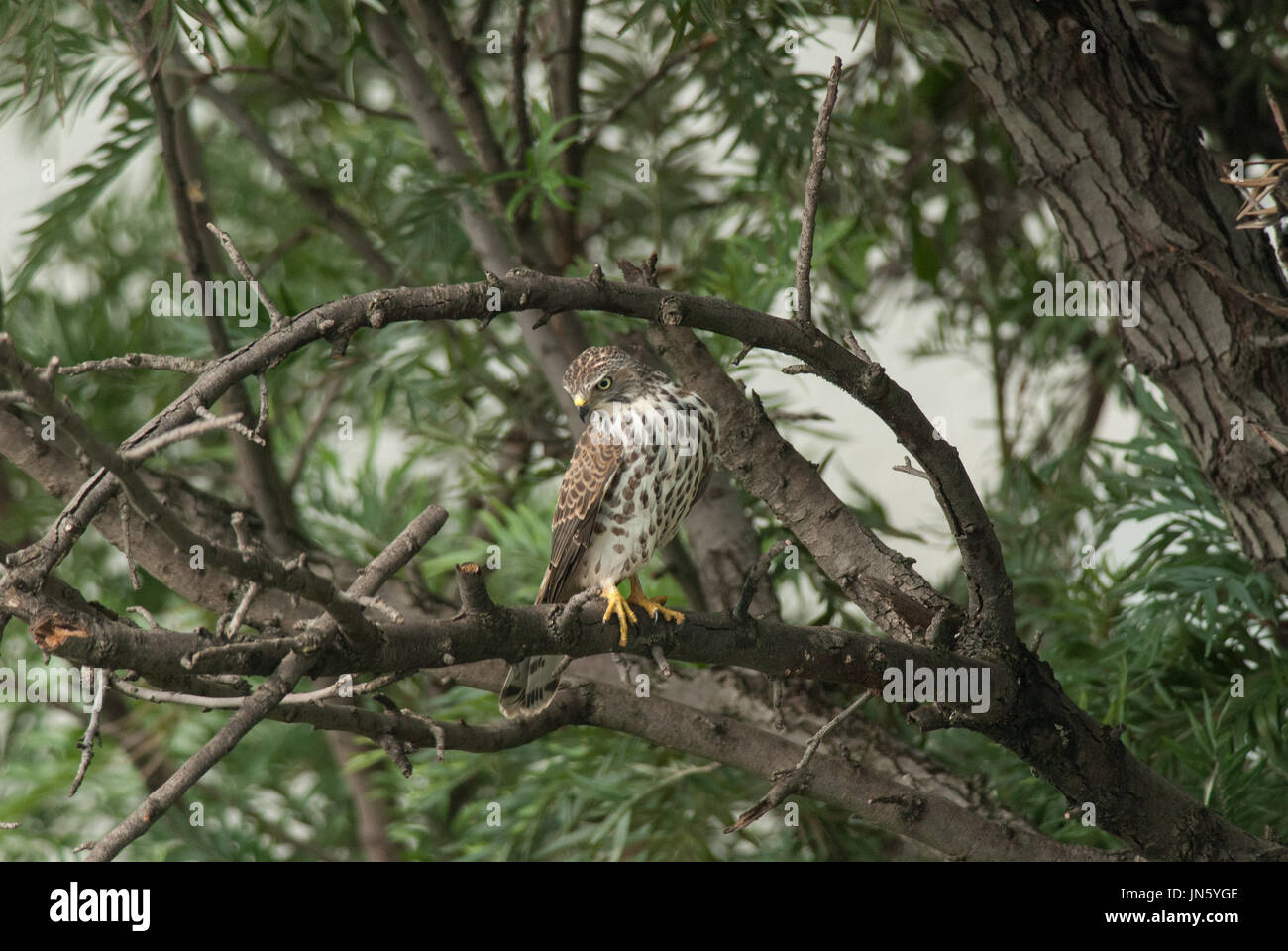 Female shikra hi-res stock photography and images - Alamy