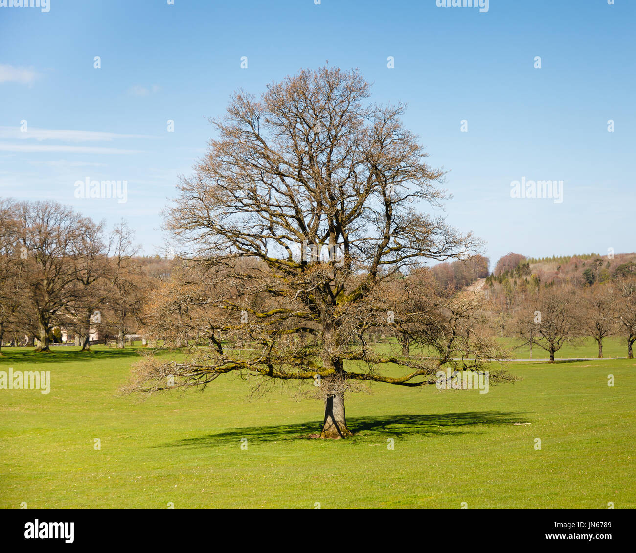 Winter Tree. Isolated tree without leaves pictured in winter.z Stock ...